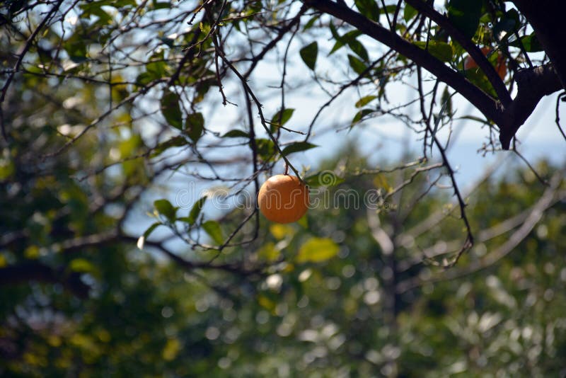 Orange Tree stock photo. Image of outdoors, fruit, climate - 98328464