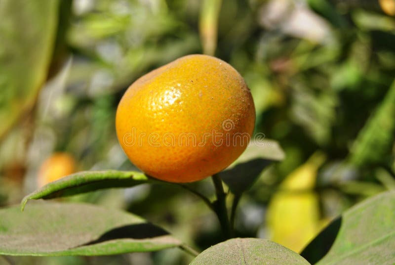 Orange on a tree stock photo. Image of beverages, tropical - 39640578