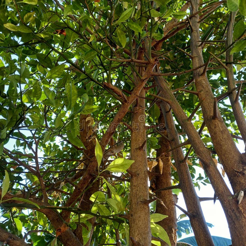 An Orange Tree Trunk Full of Thorns Stock Photo - Image of thorns ...