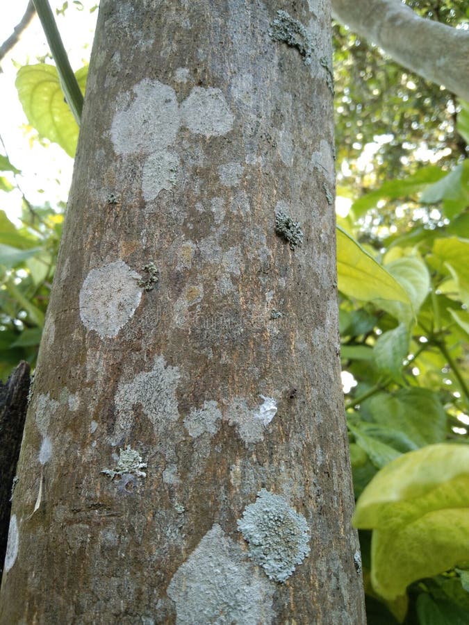 Orange Tree Trunk Textured Stripes Stock Photo - Image of stripes ...