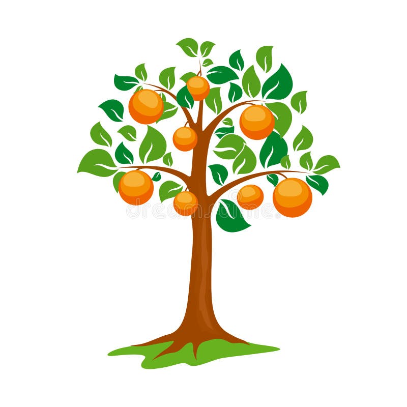 Orange Tree Vector Illustration Stock Vector - Illustration of harvest ...