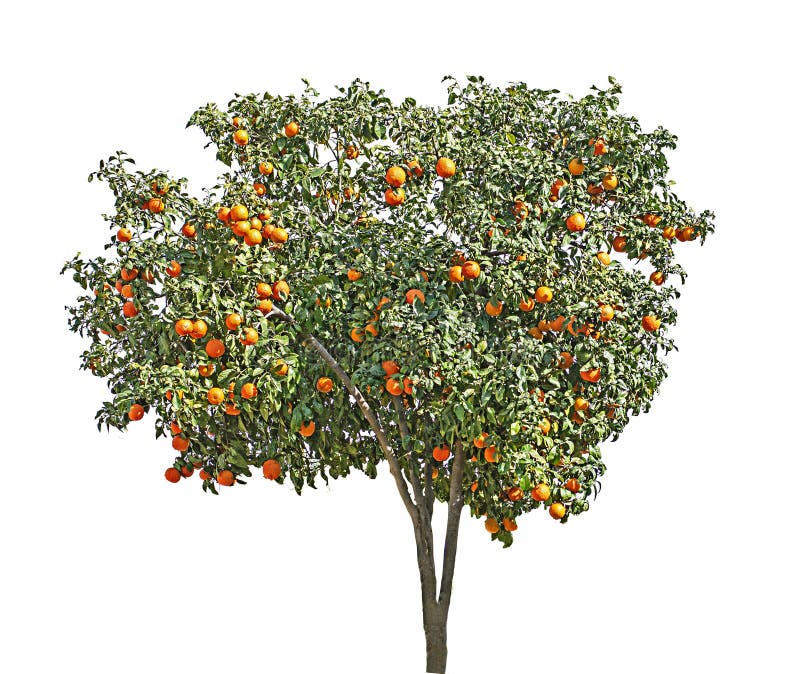 Orange tree on white stock photo. Image of summer, fruit - 245462090