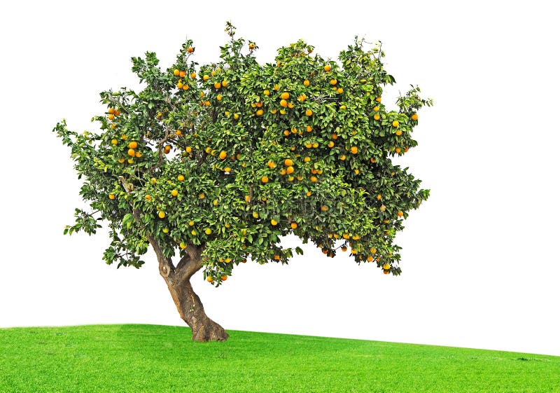 Orange tree stock photo. Image of foliage, season, nutrition - 83359650