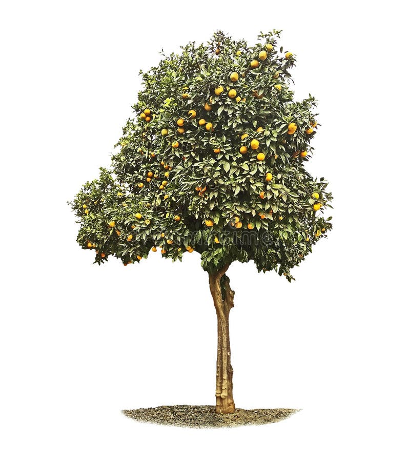 Orange Tree on White Background Stock Image - Image of harvest, orange ...