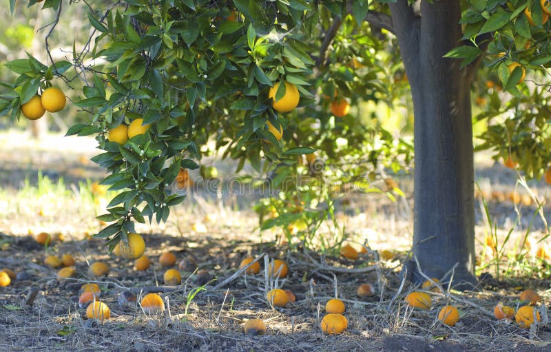 Orange Tree in a Wild Garden Stock Image - Image of grass, farm: 18015789