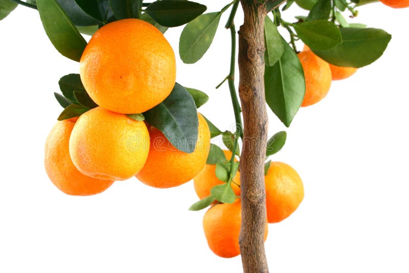 Orange on tree - zoom stock image. Image of fruit, citrus - 4635133