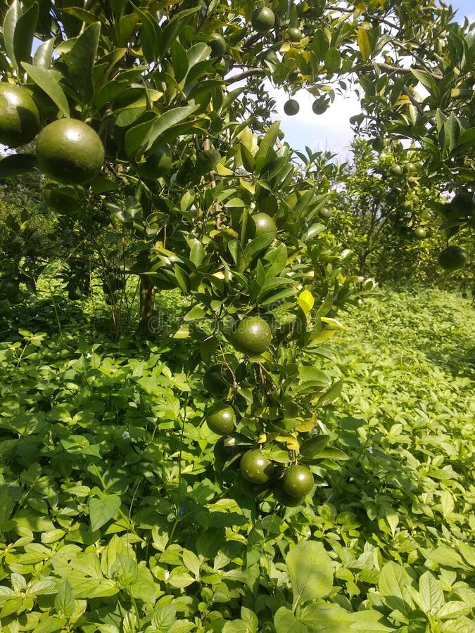 Orange Trees Bear Abundant Fruit Stock Photo - Image of abundant, bear ...