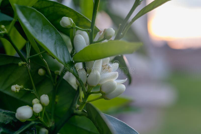 Orange Trees in Bloom, Flowers on an Orange Tree Branch, Sunset Stock ...