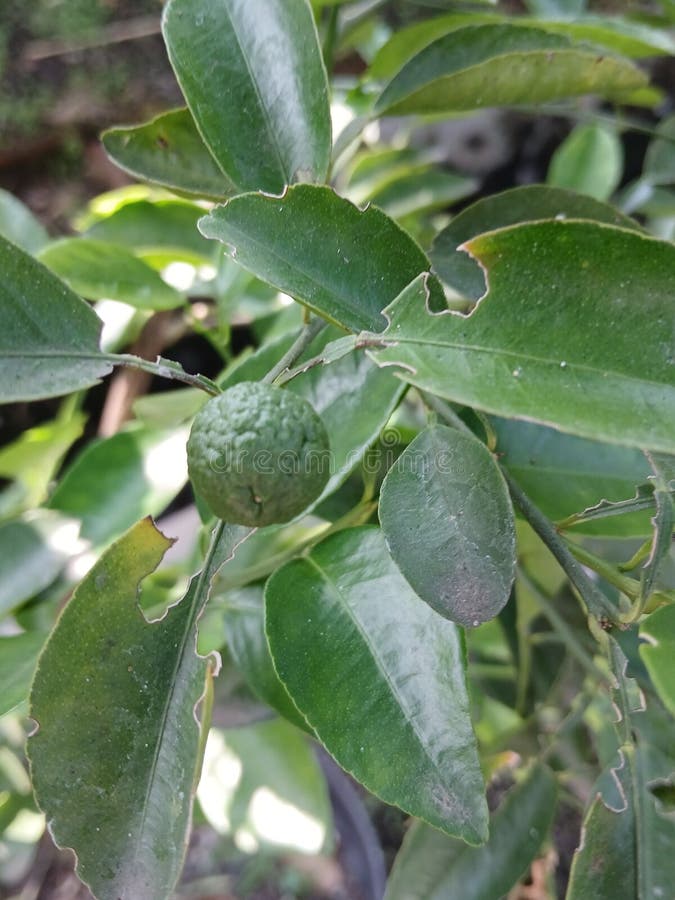Orange Trees that Can Be Used Chili Sauce Mixture Stock Photo - Image ...