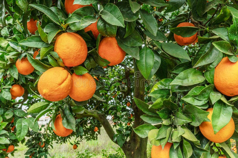 Orange Trees or Citrus Sinensis almost Covered with Oranges. Great ...