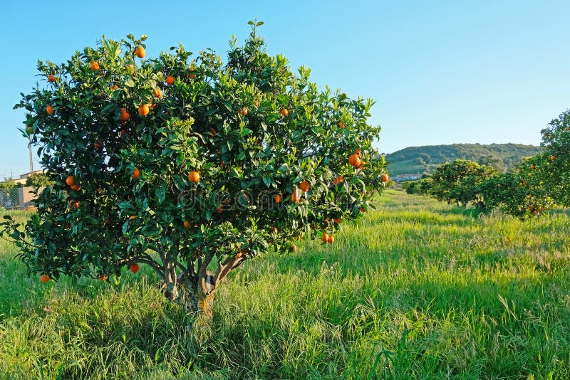 Orange Trees in the Countryside from Portugal Stock Photo - Image of ...