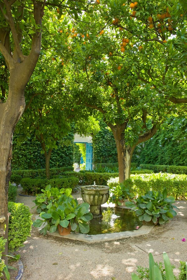 Orange trees in courtyard stock photo. Image of exterior - 34715540