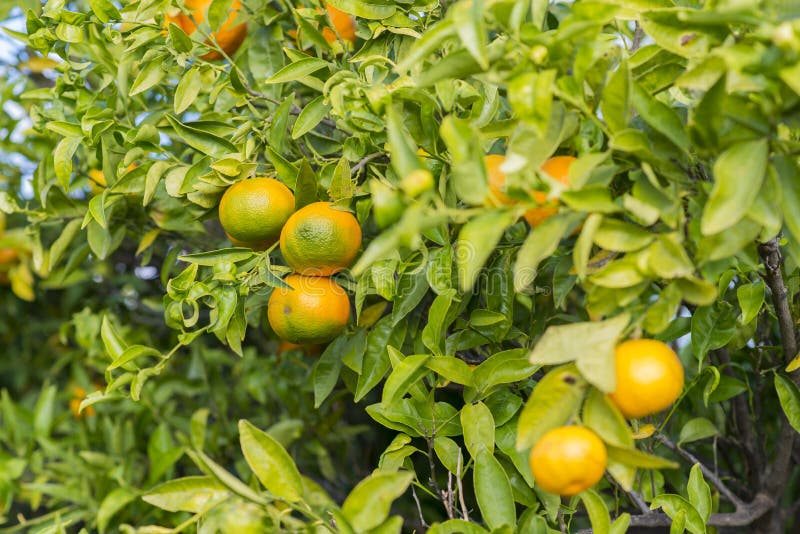 Orange trees. stock image. Image of varieties, natural - 64849649