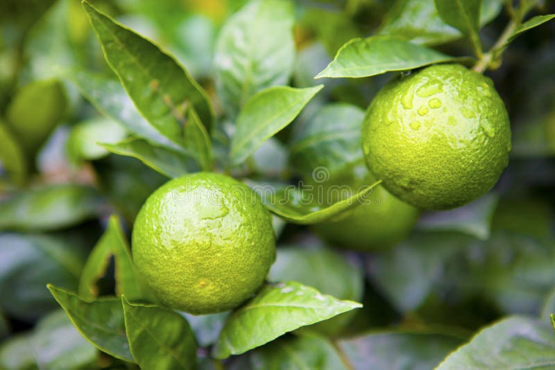 Orange trees stock photo. Image of produce, citrus, crops - 34970582
