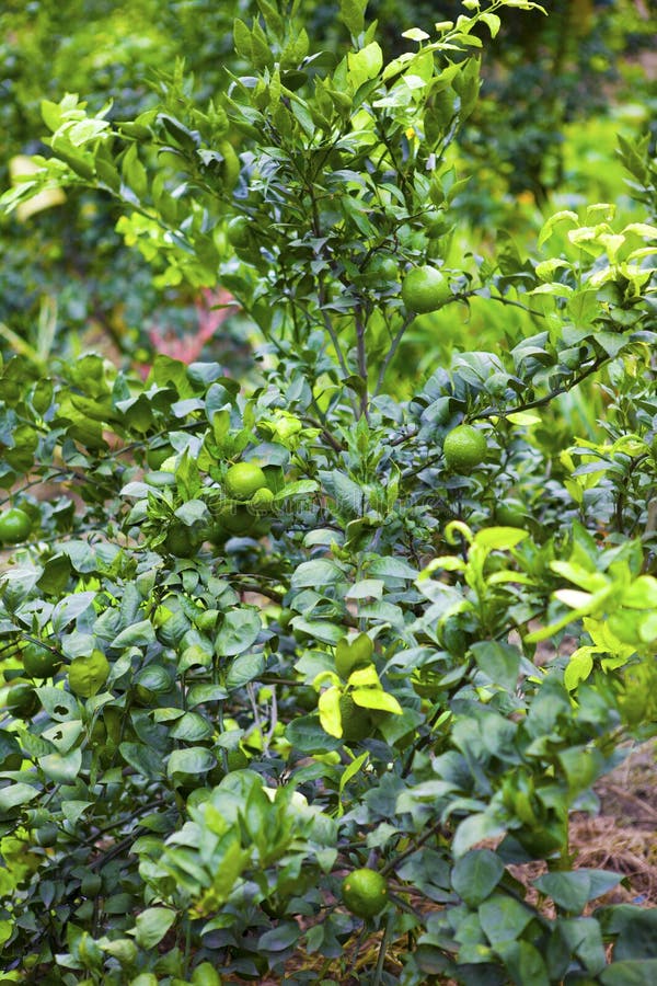 Orange trees stock image. Image of flagrant, green, healthy - 34970597