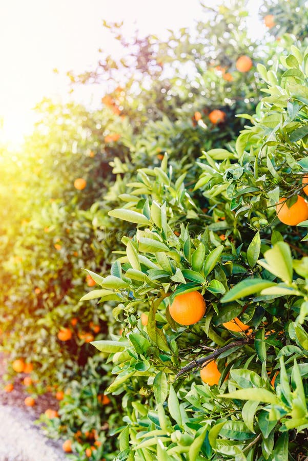 Orange Trees with Fruits on Plantation Orchard Stock Image - Image of ...