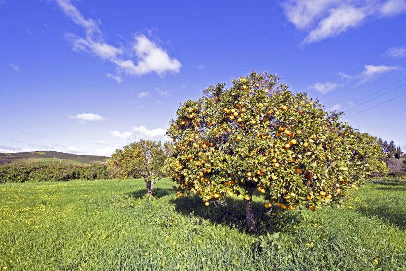 Orange Trees Full of Oranges in Portugal Stock Image - Image of ...