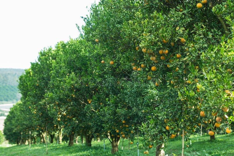 Orange trees stock photo. Image of branch, plantation - 65893334