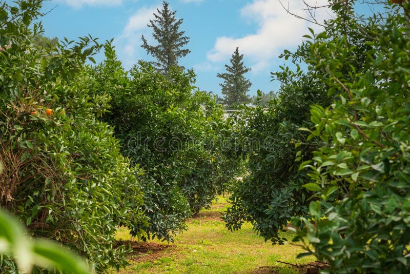 Orange Trees in the Orange Garden with Fruits Picked Stock Photo ...