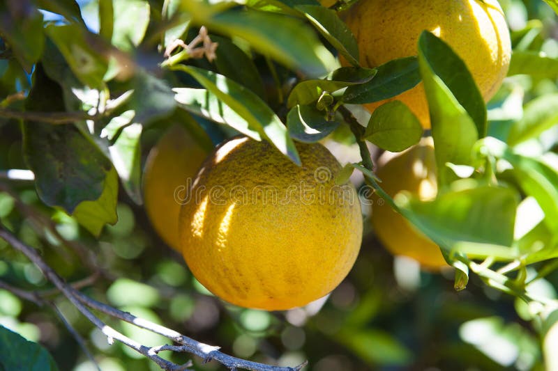 Orange Sun Trees stock image. Image of vertical, telephoto - 25361775