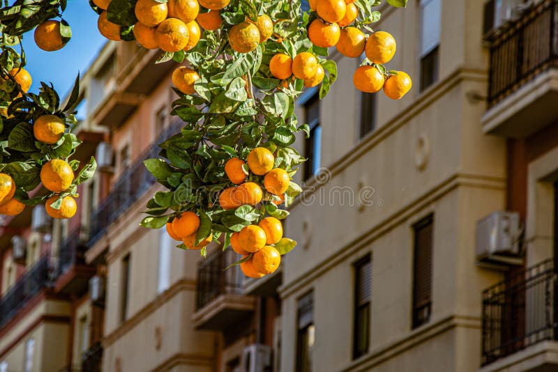 Orange Trees in Valencia City Spain Stock Photo - Image of attraction ...