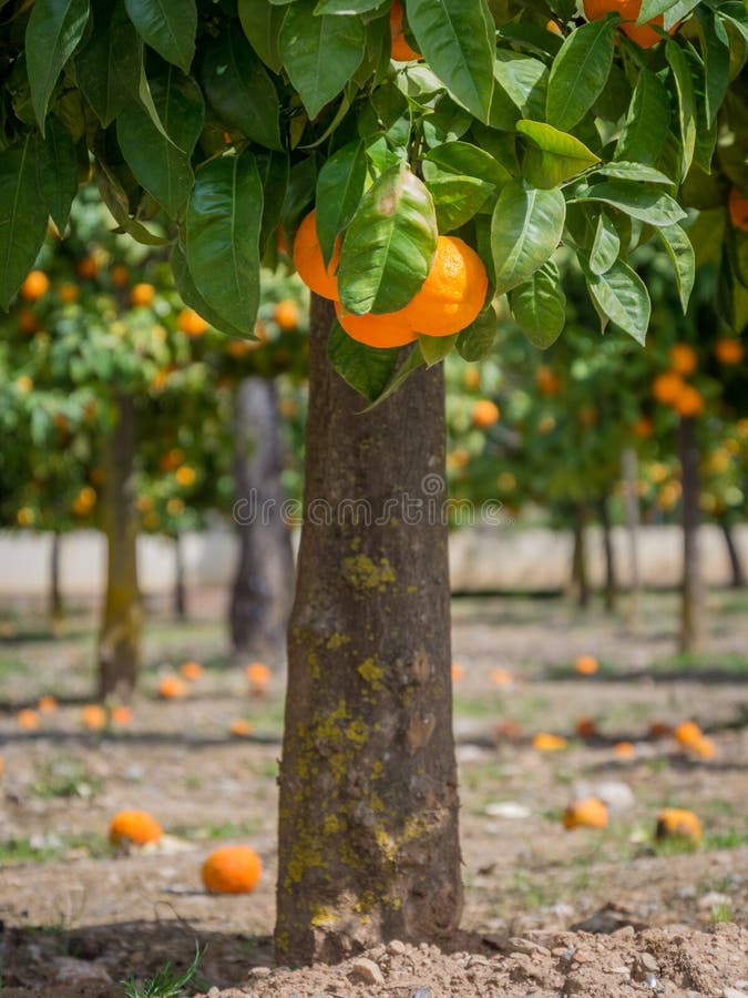 Orange Trees with Oranges Outdoors Stock Photo - Image of healthy ...