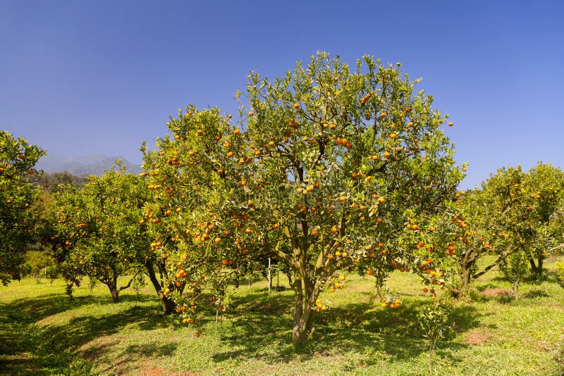 Orange trees plantations stock image. Image of grow, crops - 77726055