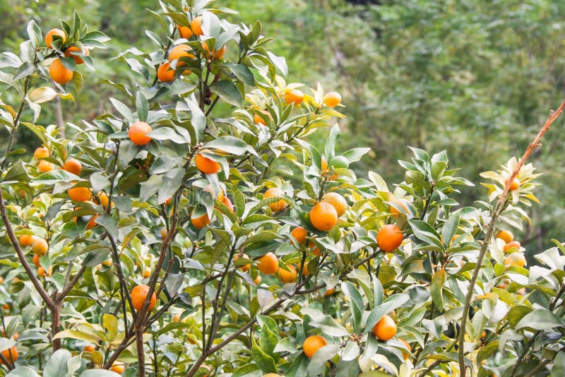 Orange Trees-Ripe Juicy Sweet Orange and Tree Prop Up in Orange Grove ...