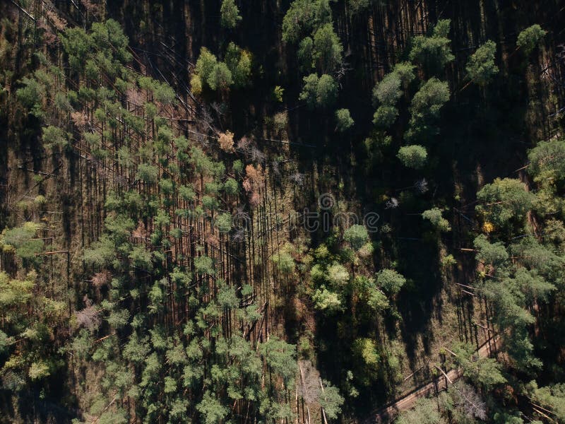 Thin tree trunks stock photo. Image of wood, thin, landscape - 129504720