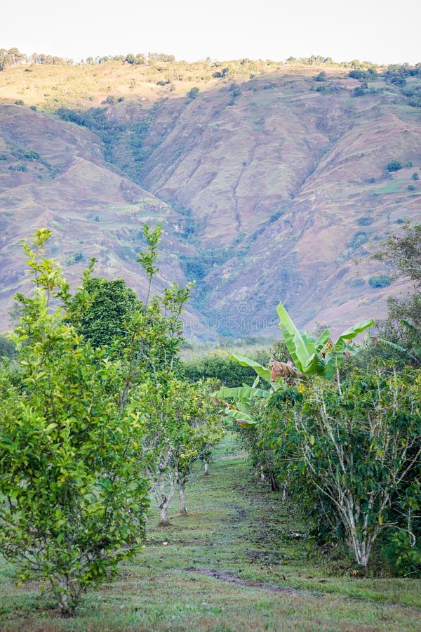 Orange trees in a row stock image. Image of sunny, group - 181442071