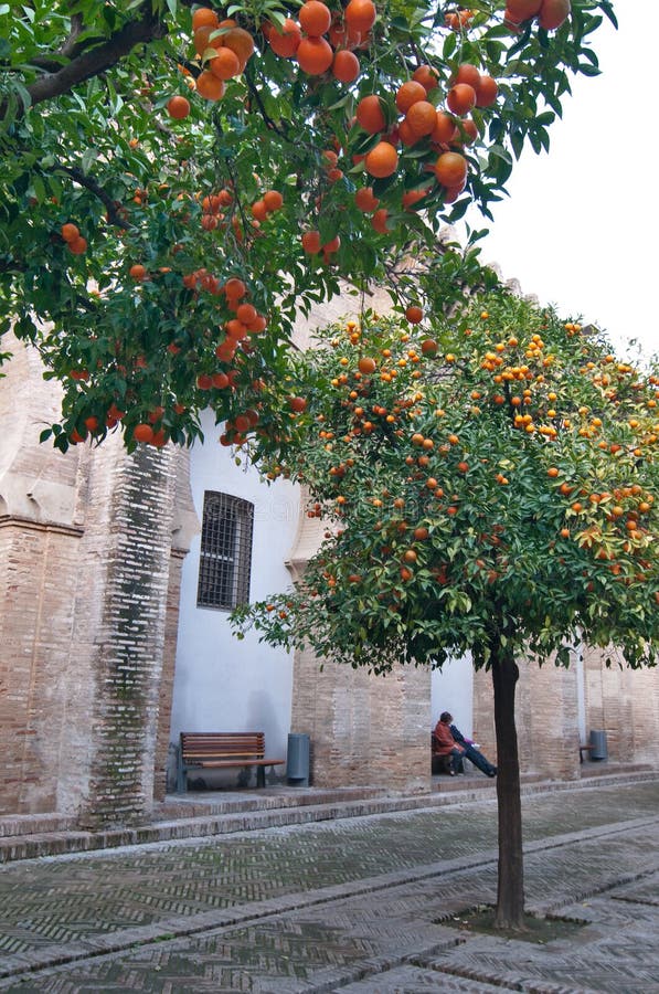 Orange Trees in a Small Square in Sevilla, Spain Stock Image - Image of ...