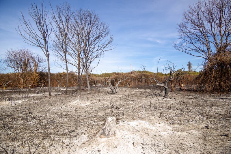 Orange Trees in Sicily Burned by Fire Stock Image - Image of danger ...