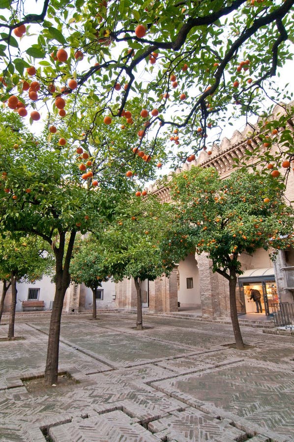 Orange Trees in a Small Square in Sevilla, Spain Stock Image - Image of ...