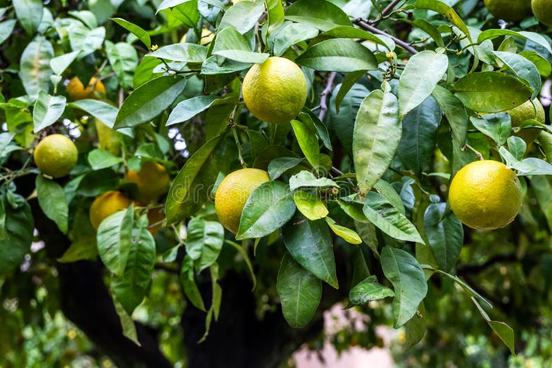 Orange Trees at the Streets of Cordoba, Spain Stock Photo - Image of fruit, fresh: 405018820