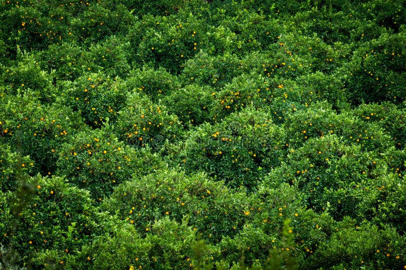 Orange trees stock photo. Image of backgrounds, nature - 31847692