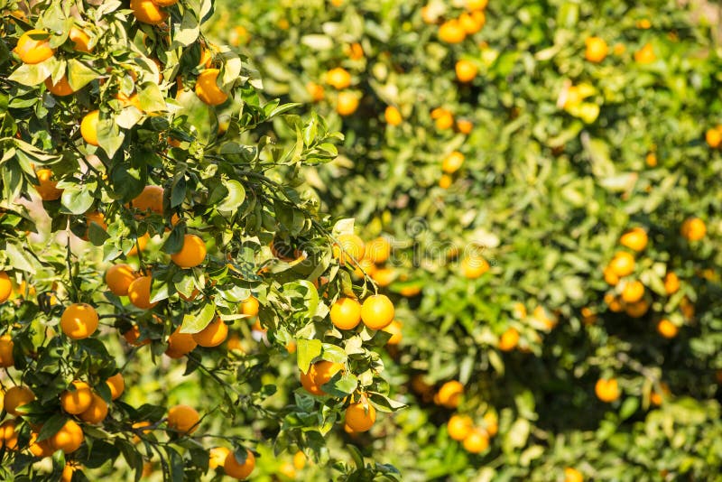 Orange trees stock image. Image of crop, branches, field - 52213743