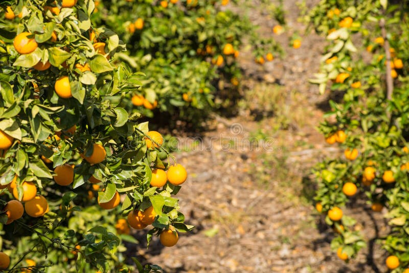 Orange trees stock photo. Image of oranges, citrus, trees - 52213828