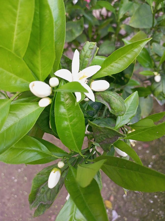 Orange Trees this Time Fruiting Stage Stock Image - Image of stage ...