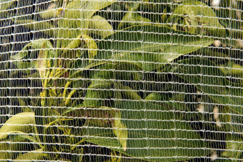 Orange Trees under netting stock photo. Image of leaf - 24212468