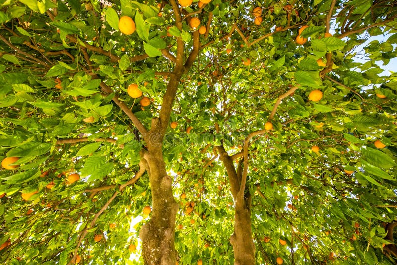 Orange tree in Valencia stock image. Image of colorful - 158247231