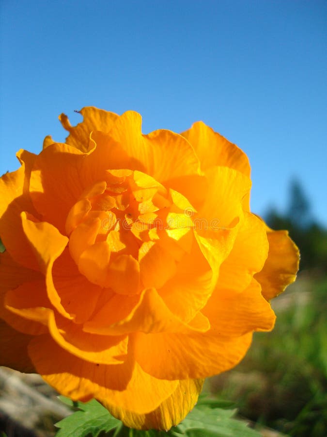 Orange trollius stock photo. Image of closeup, summer - 99144080