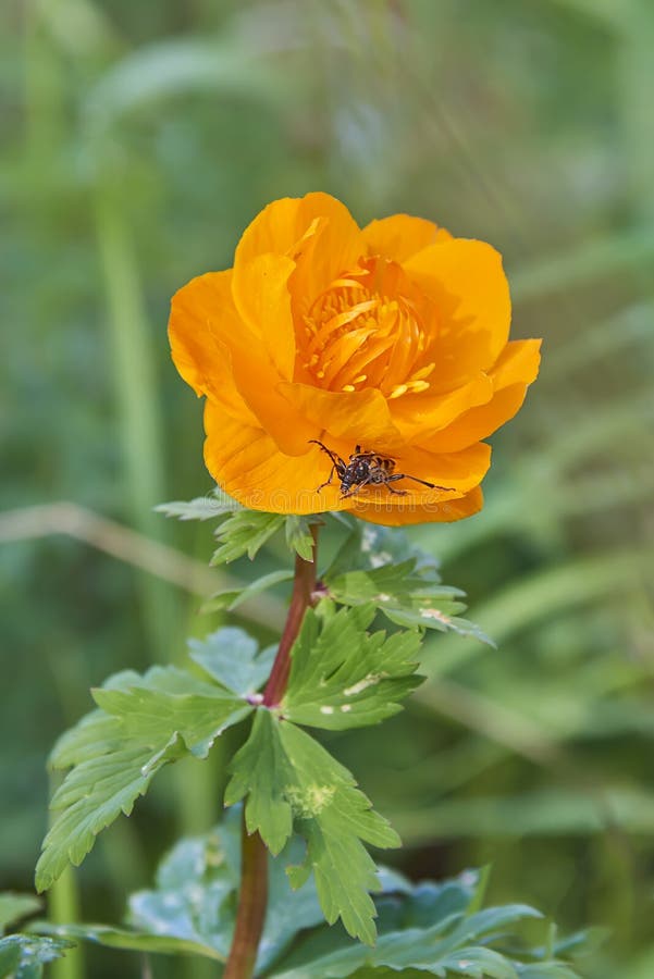 Insect in Middle of Common Chicory or Cichorium Intybus Woody Perennial ...