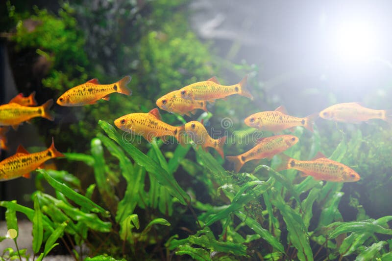 Orange Tropical Fish in the Aquarium. Stock Photo - Image of swimming ...