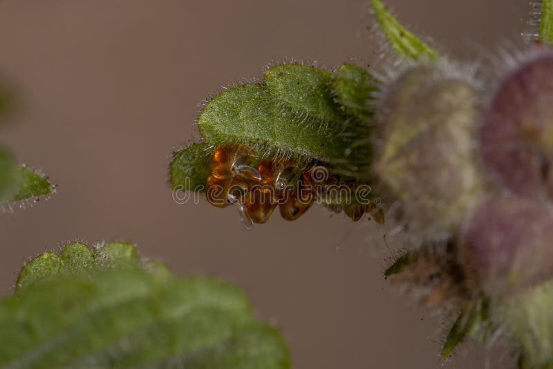 Orange True Bugs eggs stock image. Image of insecta - 214659681