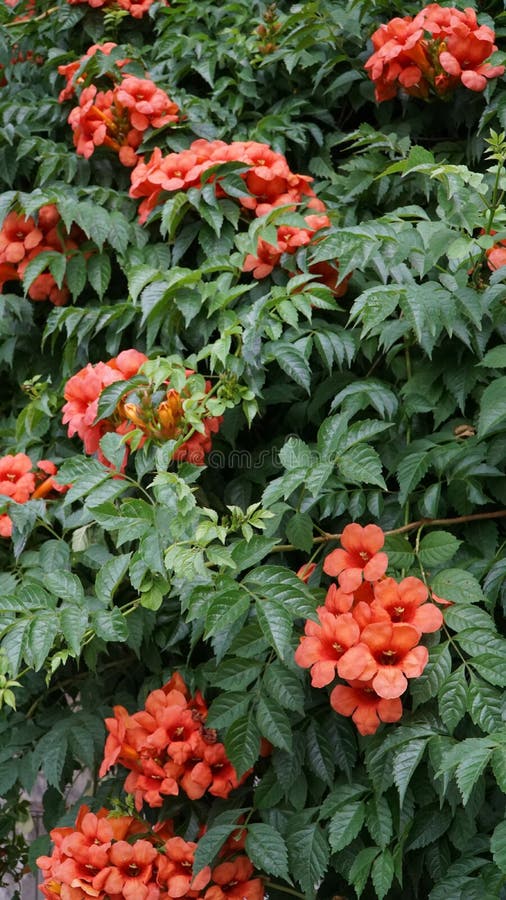 Orange Trumpet Creeper Flower Background Stock Photo - Image of plant ...