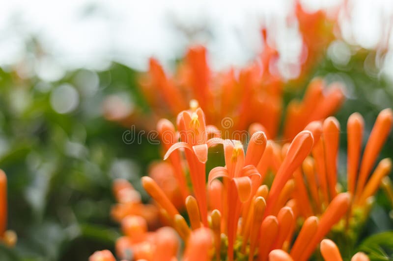 Orange Trumpet or Flame Flower Stock Image - Image of wall, blossom ...