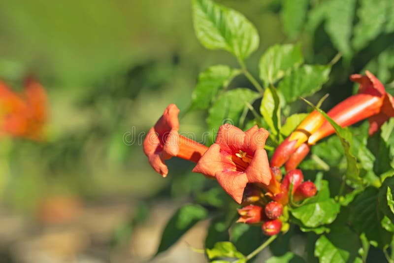Orange trumpet flower stock photo. Image of gardening - 32905500