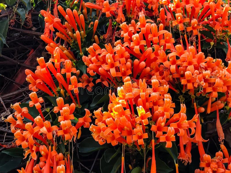 Orange trumpet in garden stock photo. Image of nature - 172976124