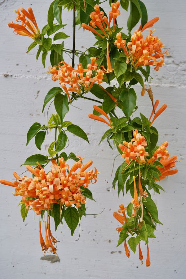 Orange trumpet vine stock photo. Image of trees, tree - 103671644
