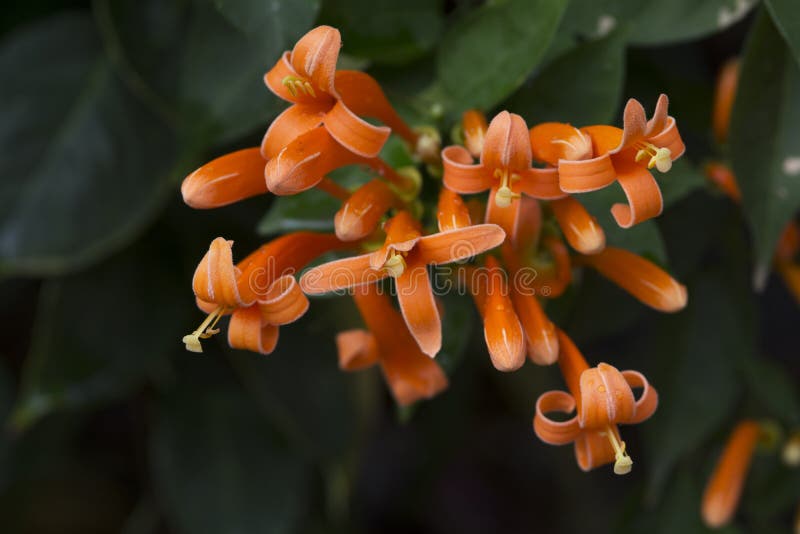 Orange trumpets stock photo. Image of colorful, drops - 66141442